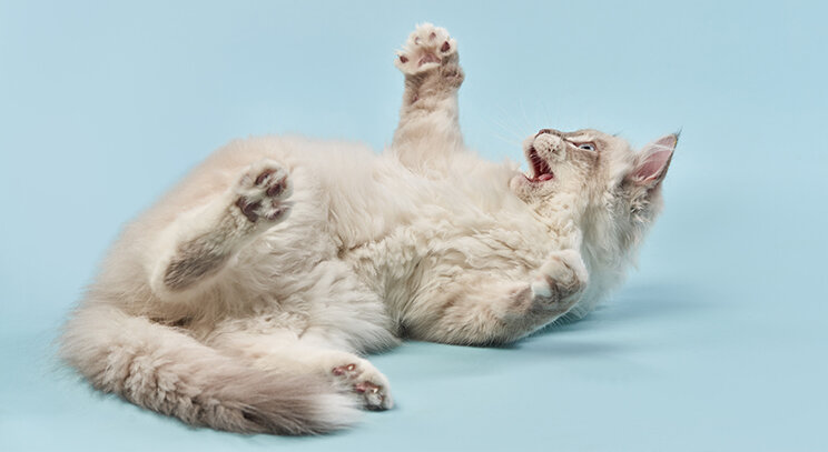 Kot syberyjski - wszystkie informacje i opis rasy - Zoocial.pl